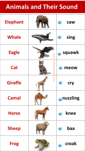 Animal Sounds List from A to Z – VocabularyAN