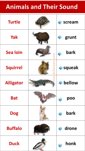 Animal Sounds List from A to Z – VocabularyAN