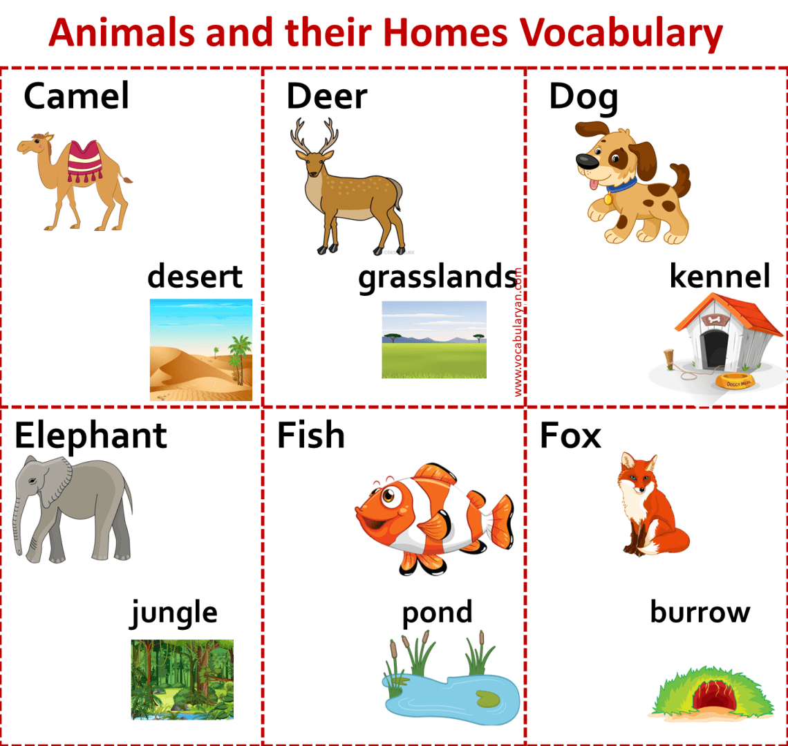 100+ Animals and Their Homes Names with Images – VocabularyAN