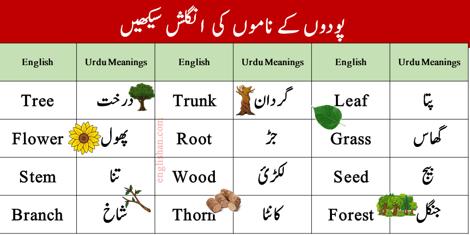 Plant Names List in English with Images – VocabularyAN