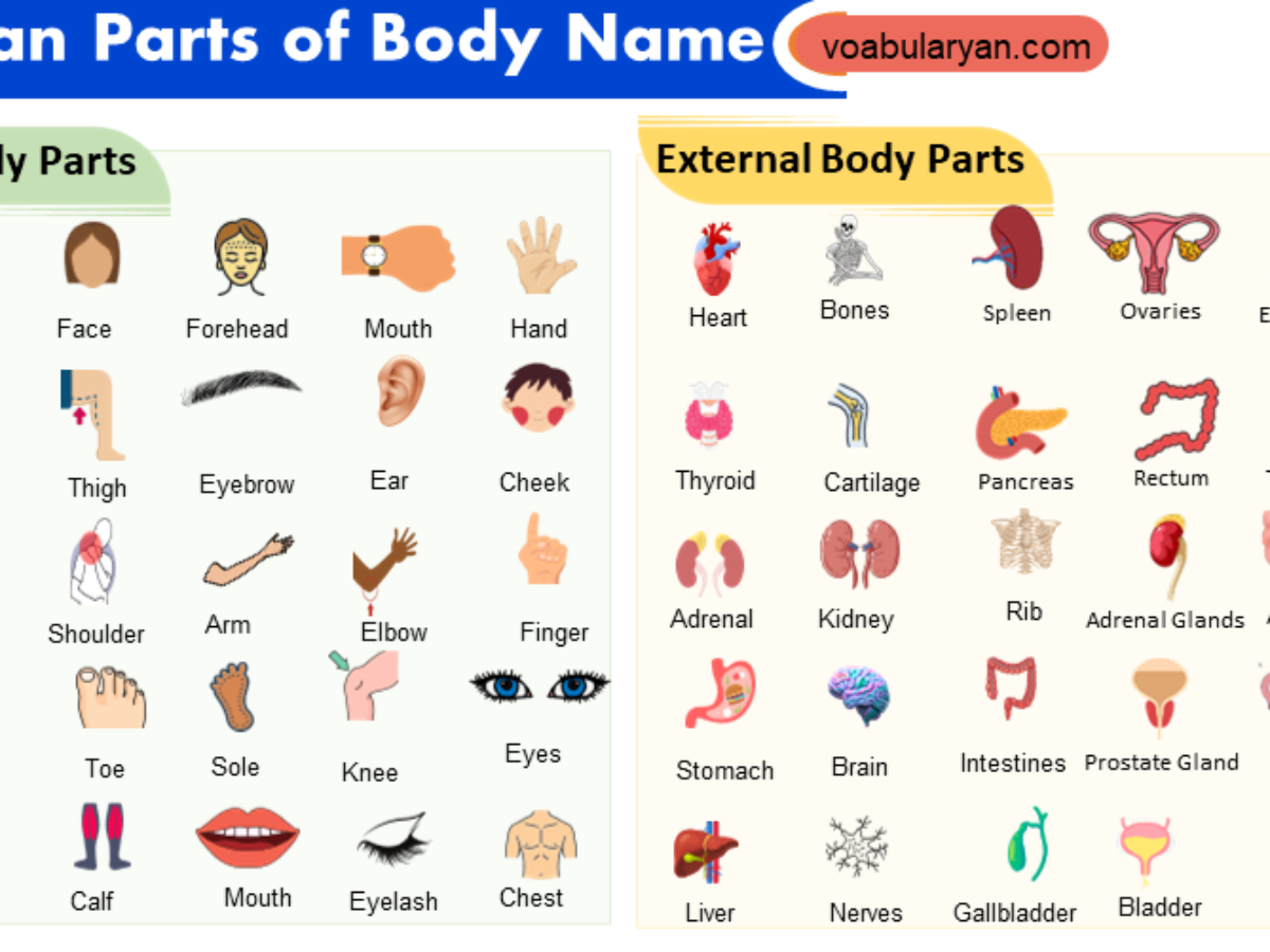 What Are The External Organs Of The Human Body - Infoupdate.org