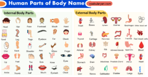 Human Parts of Body and their Functions – VocabularyAN