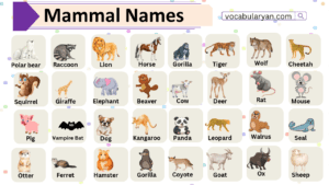 Mammal Names in English – VocabularyAN