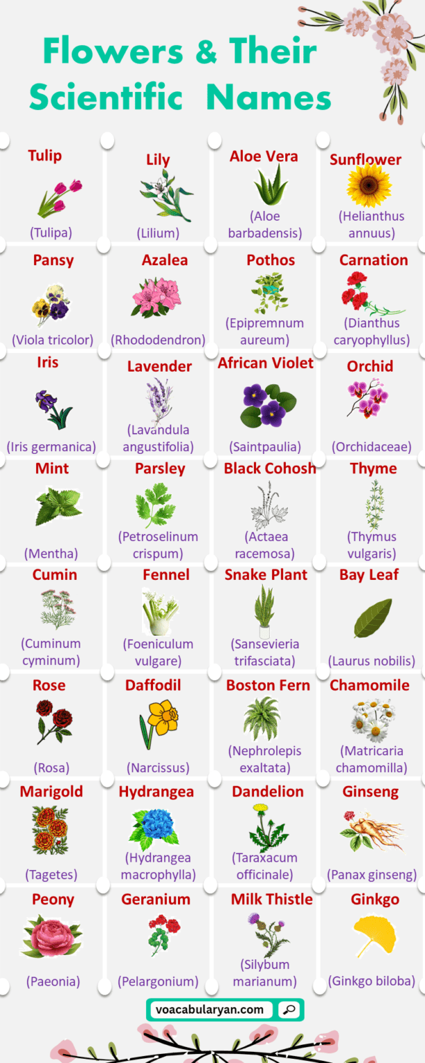Flowers Botanical Names with English Names
