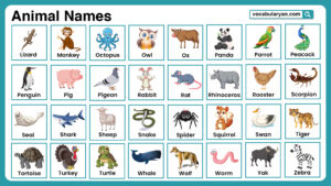 Animal Names in English: Complete Categorized List with Pictures