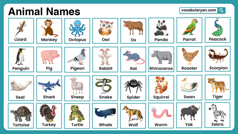 Learn Common Animals Names with Pictures – VocabularyAN