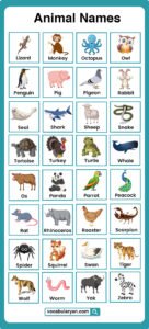 Animal Names in English: Complete Categorized List with Pictures