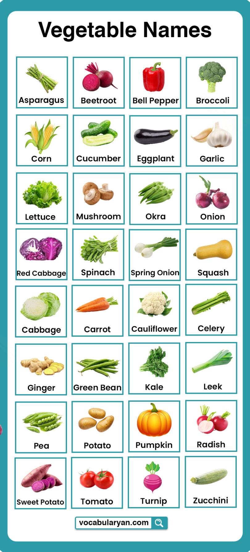 Vegetable Names in English with Pictures for Vocabulary Building